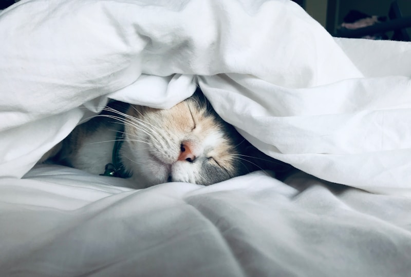Cold Therapy: The Science of Cold Exposure - AIHUB Biohacking